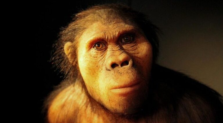 Hallan una nueva especie de Australopithecus que coexistió con los primeros Homo – Brúxula News