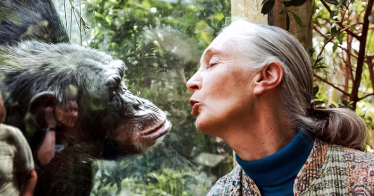 Jane Goodall: investigadora de chimpancés y pionera conservacionista ...
